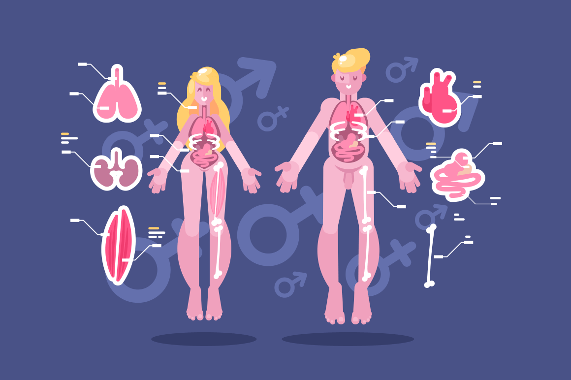 Illustration Of Woman S Internal Organs Woman Internal Organs 